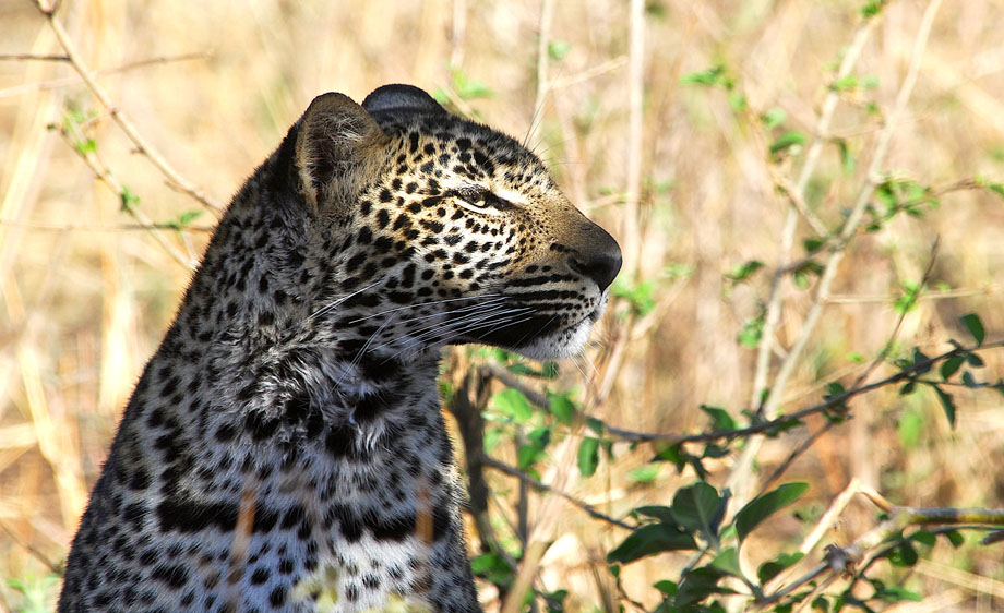 Unleash Your Inner Wildlife Photographer: Discover the Ultimate Cameras ...